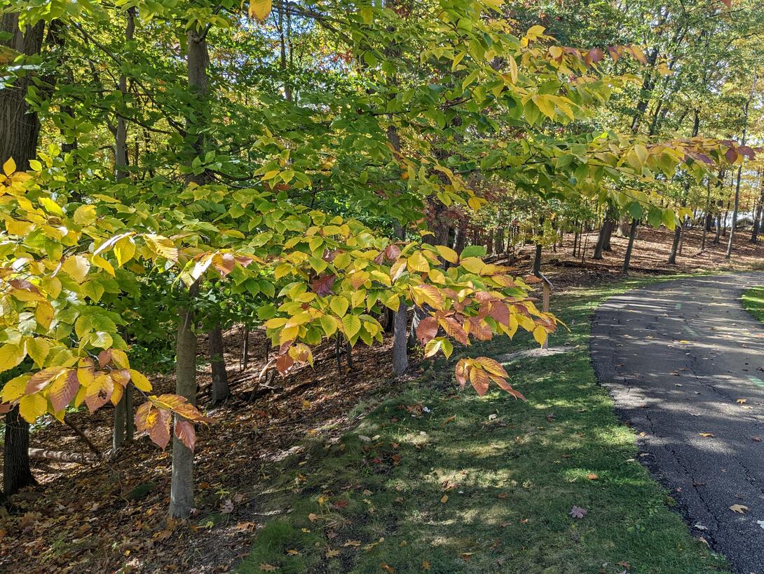 American Beech | CMP Tree Selection Tool